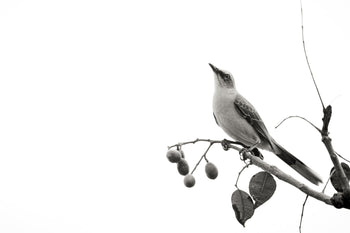 How to Shoot High Key Photography: Tips for Bright Nature Photos ...